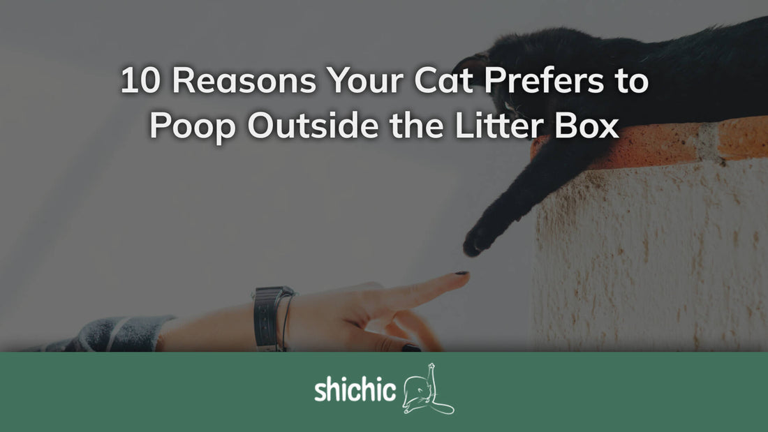 10 Reasons Your Cats Poop Outside the Litter Box – Shichic