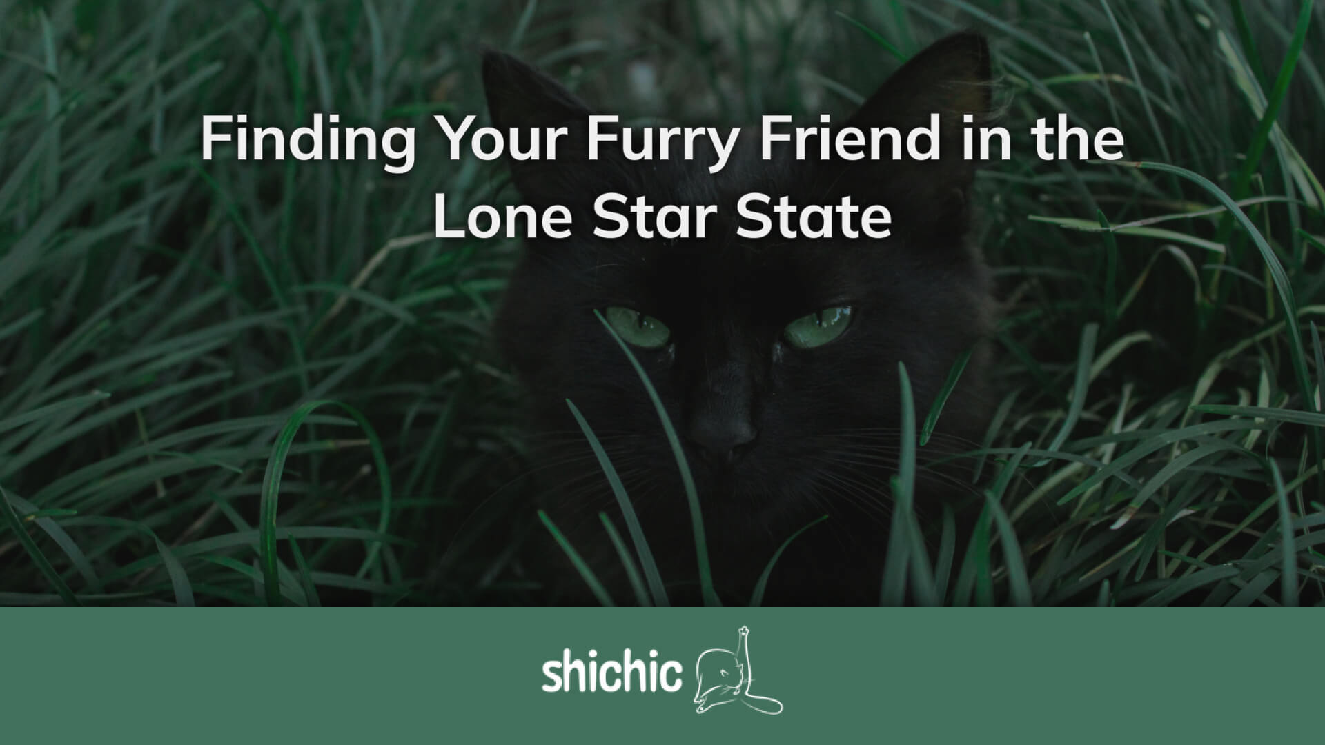 Adopt a Cat in Dallas: Finding Your Furry Friend – Shichic