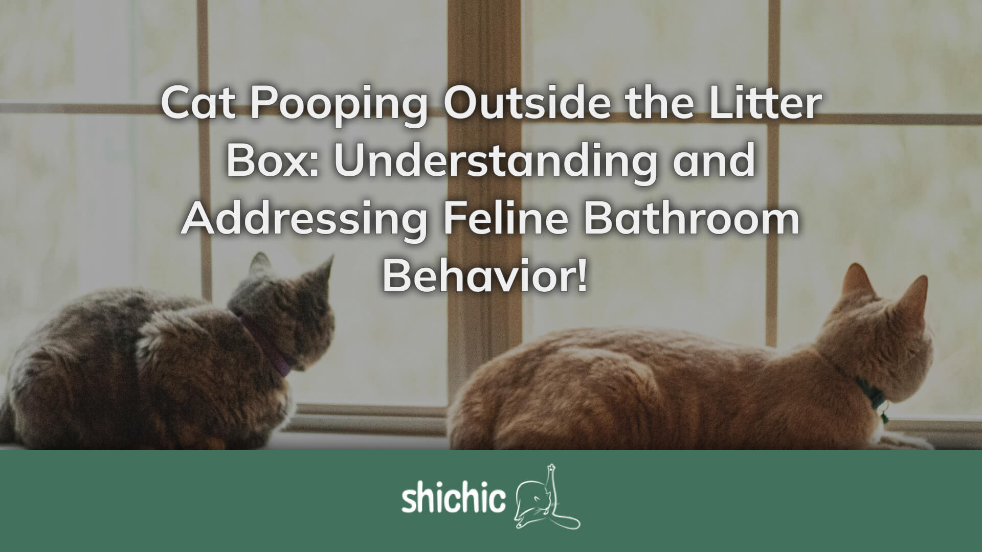 Cat Pooping Outside the Litter Box - Feline Behavior – Shichic
