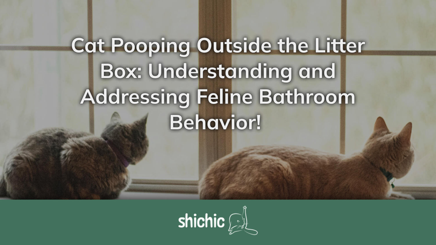 Cat Pooping Outside the Litter Box - Feline Behavior – Shichic