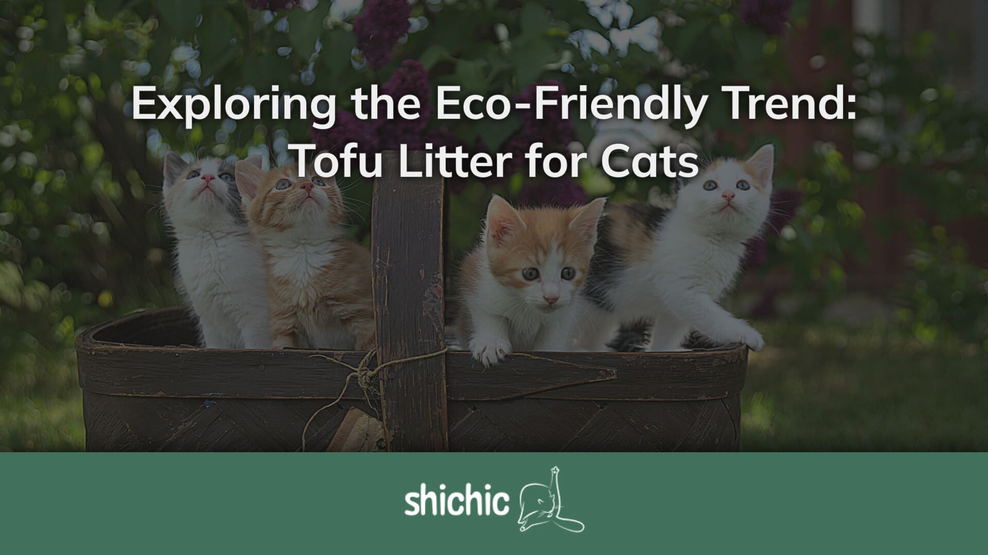 Tofu Litter for Cats: Exploring the Eco-Friendly Trend – Shichic
