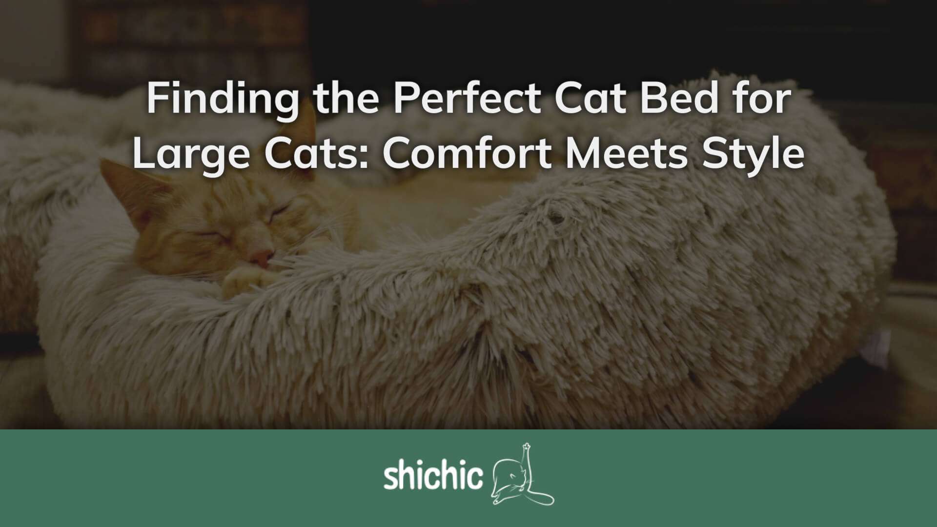 Finding the Perfect & Stylish Cat Bed for Large Cats – Shichic