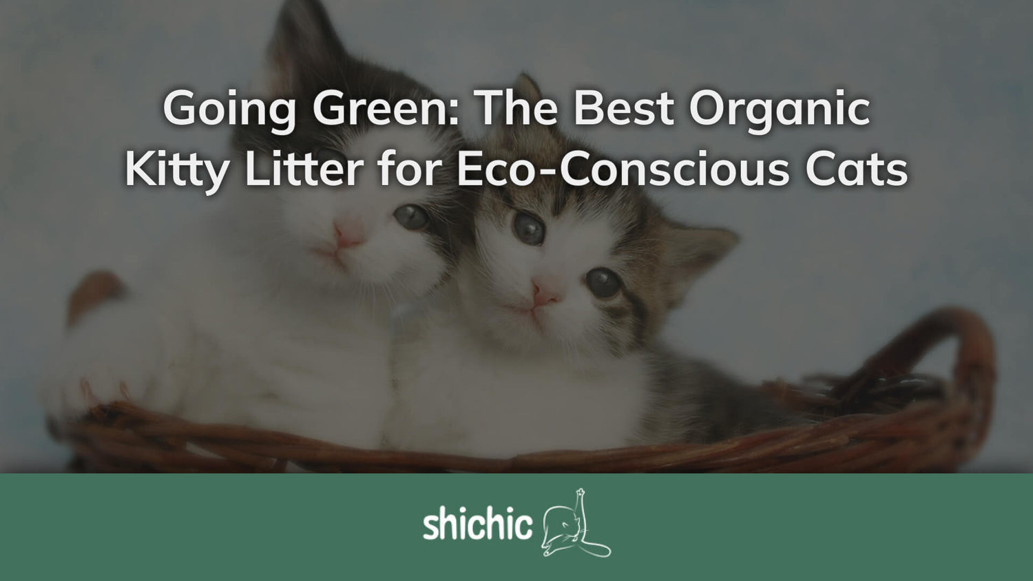 The Best Organic Kitty Litter for Eco-Conscious Cats – Shichic