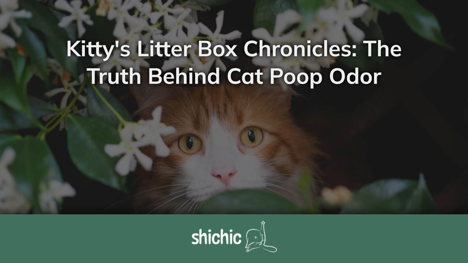 Kitty's Box Chronicles: The Truth Behind Cat Poop Odor – Shichic