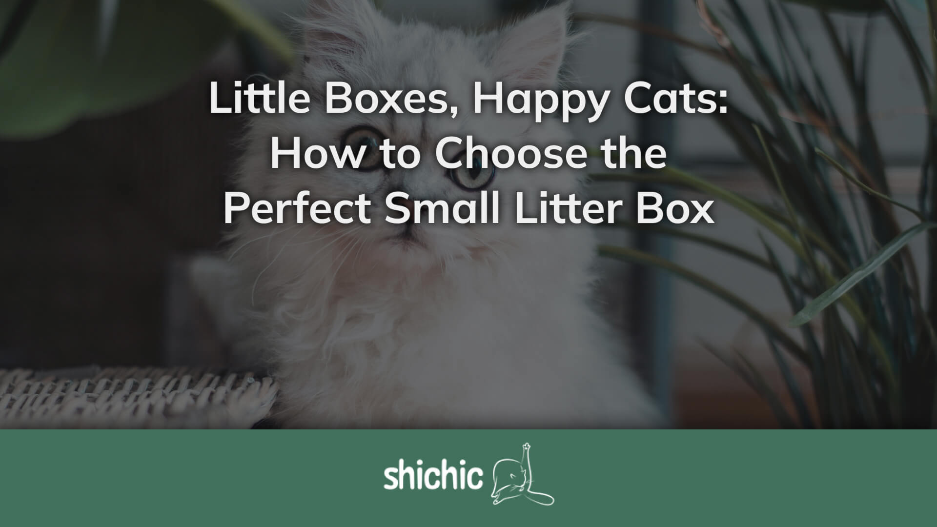 How to Choose the Perfect Small Litter Box for Cats – Shichic