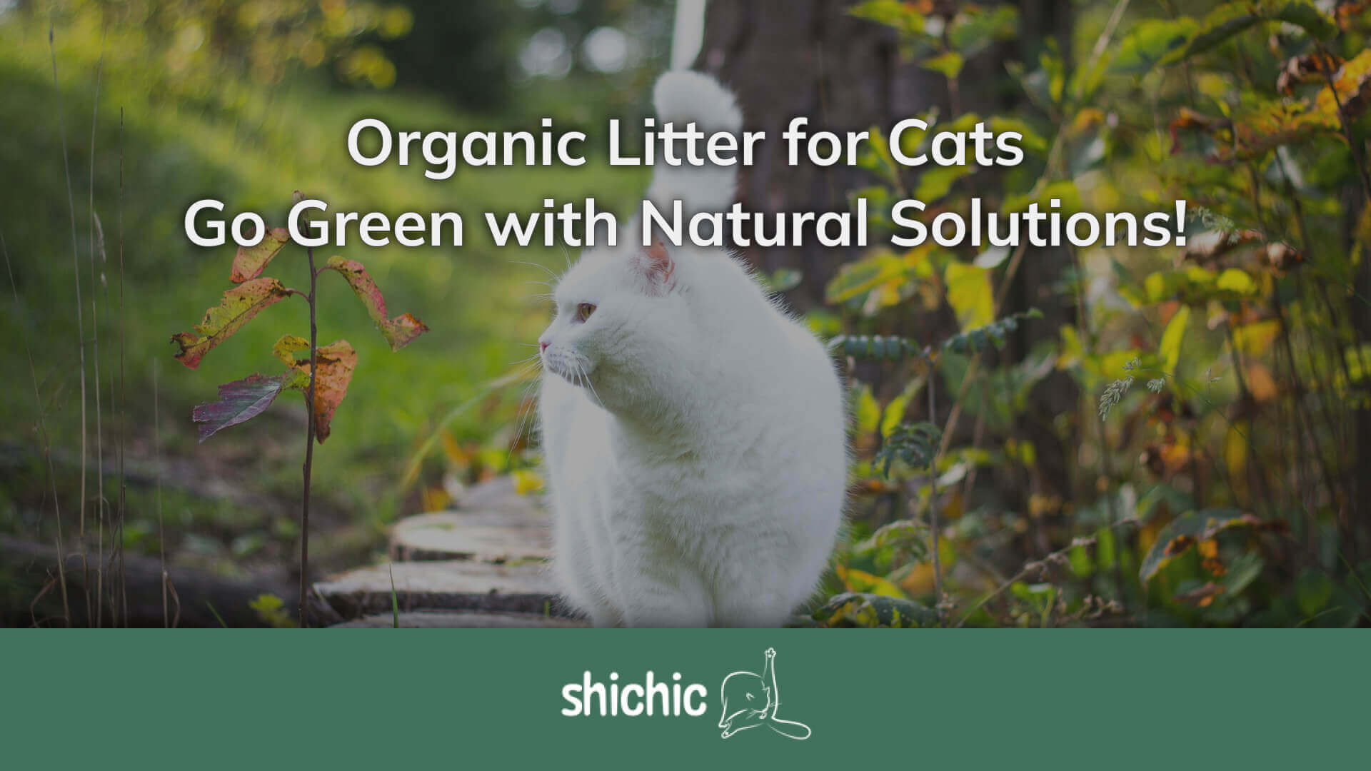 Organic Litter for Cats: Going Green with Natural Solutions – Shichic
