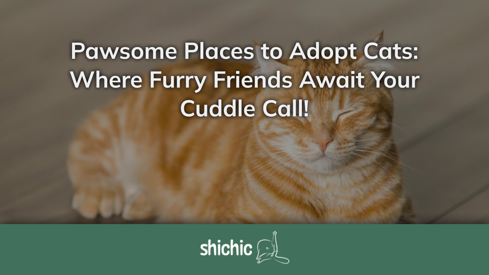 Places to Adopt Cats: Furry Friends Await Your Cuddle! – Shichic