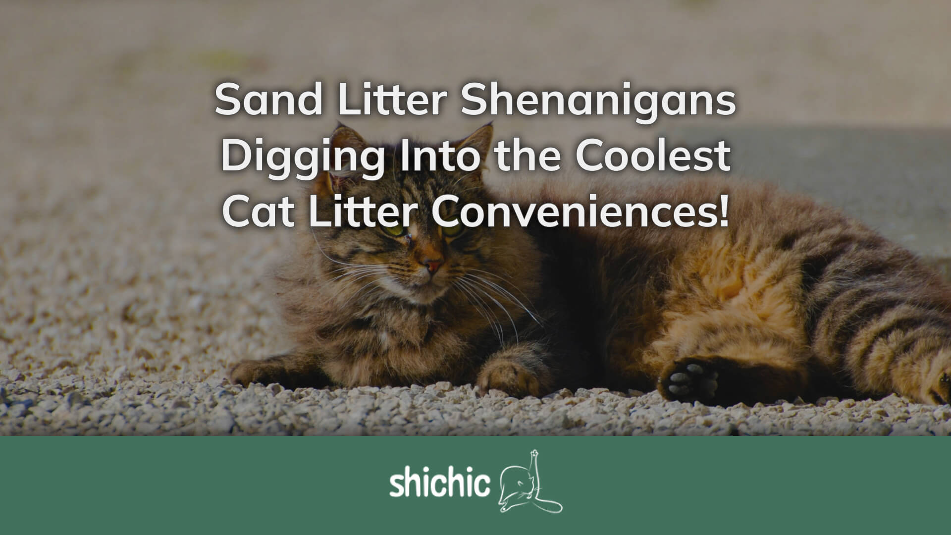 Sand Litter Shenanigans: The Best Cat Litter Comfort – Shichic