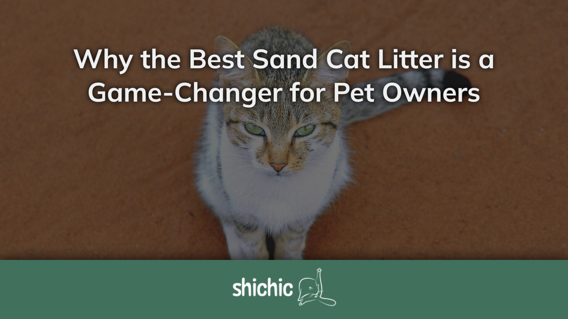 Why the Best Sand Cat Litter is a Game-Changer for Pet Owners – Shichic