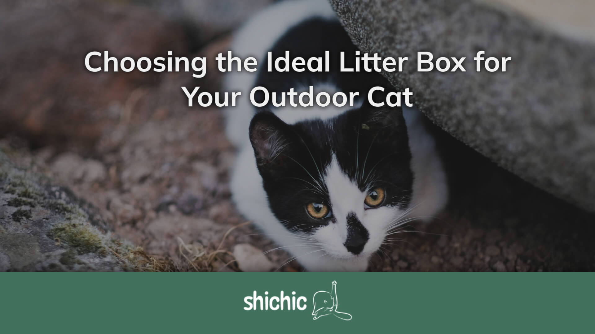 Picking the Perfect Litter Box for Your Outdoor Cat – Shichic