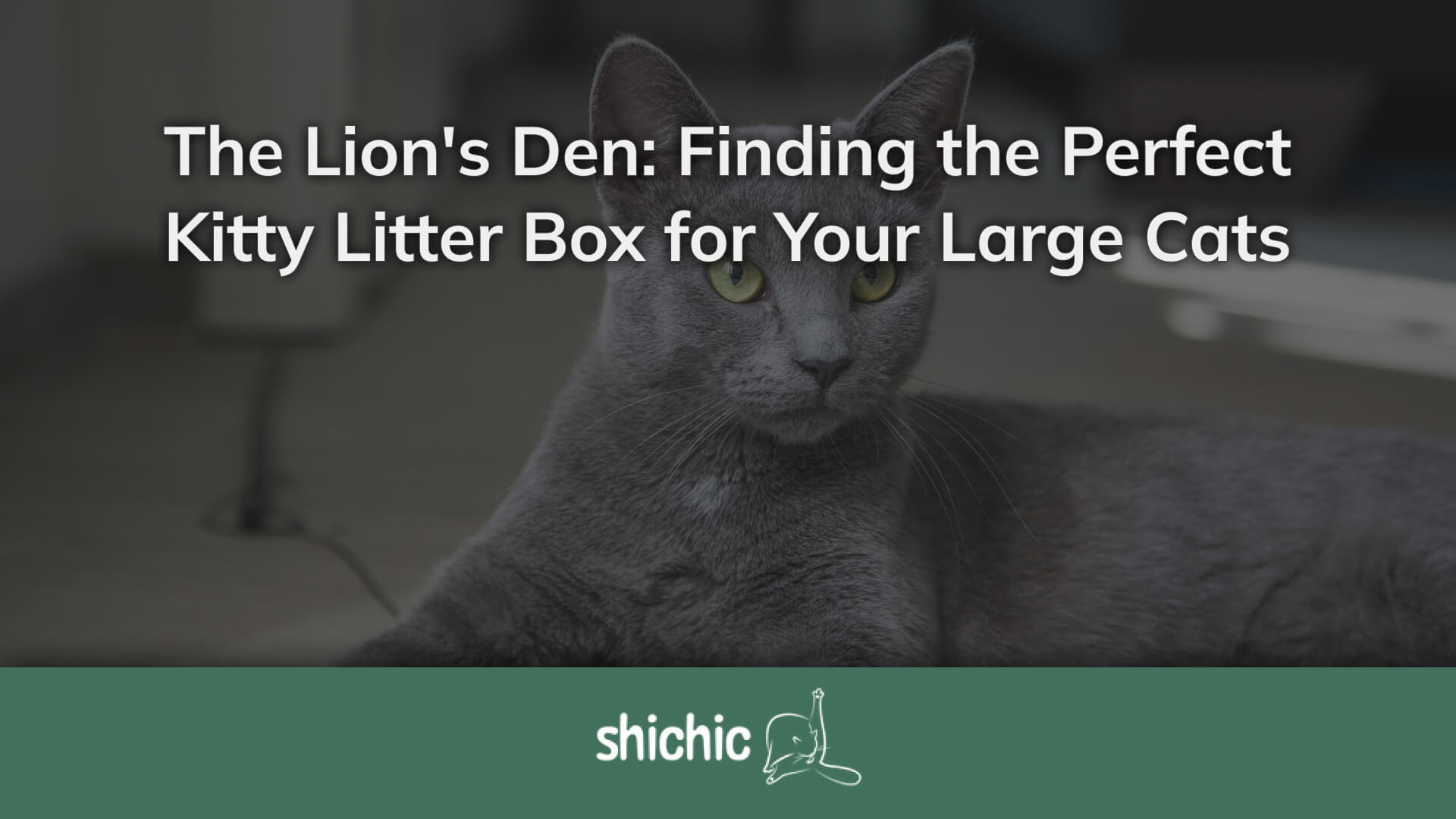 Finding the Perfect Kitty Litter Box for Large Cats – Shichic