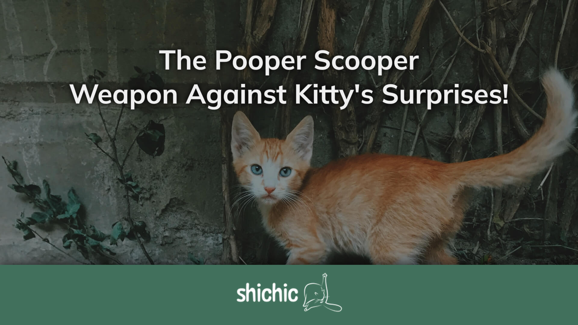 The Pooper Scooper: A Weapon Against Kitty's Surprises – Shichic