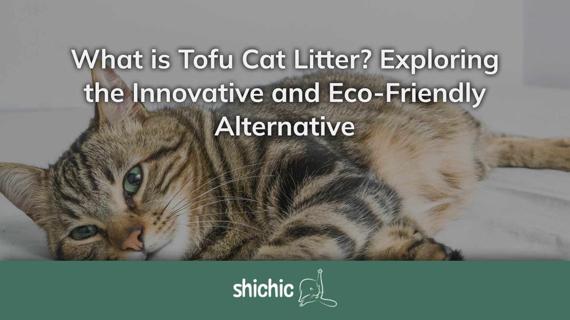 What is Tofu Cat Litter - The Eco-Friendly Alternative – Shichic
