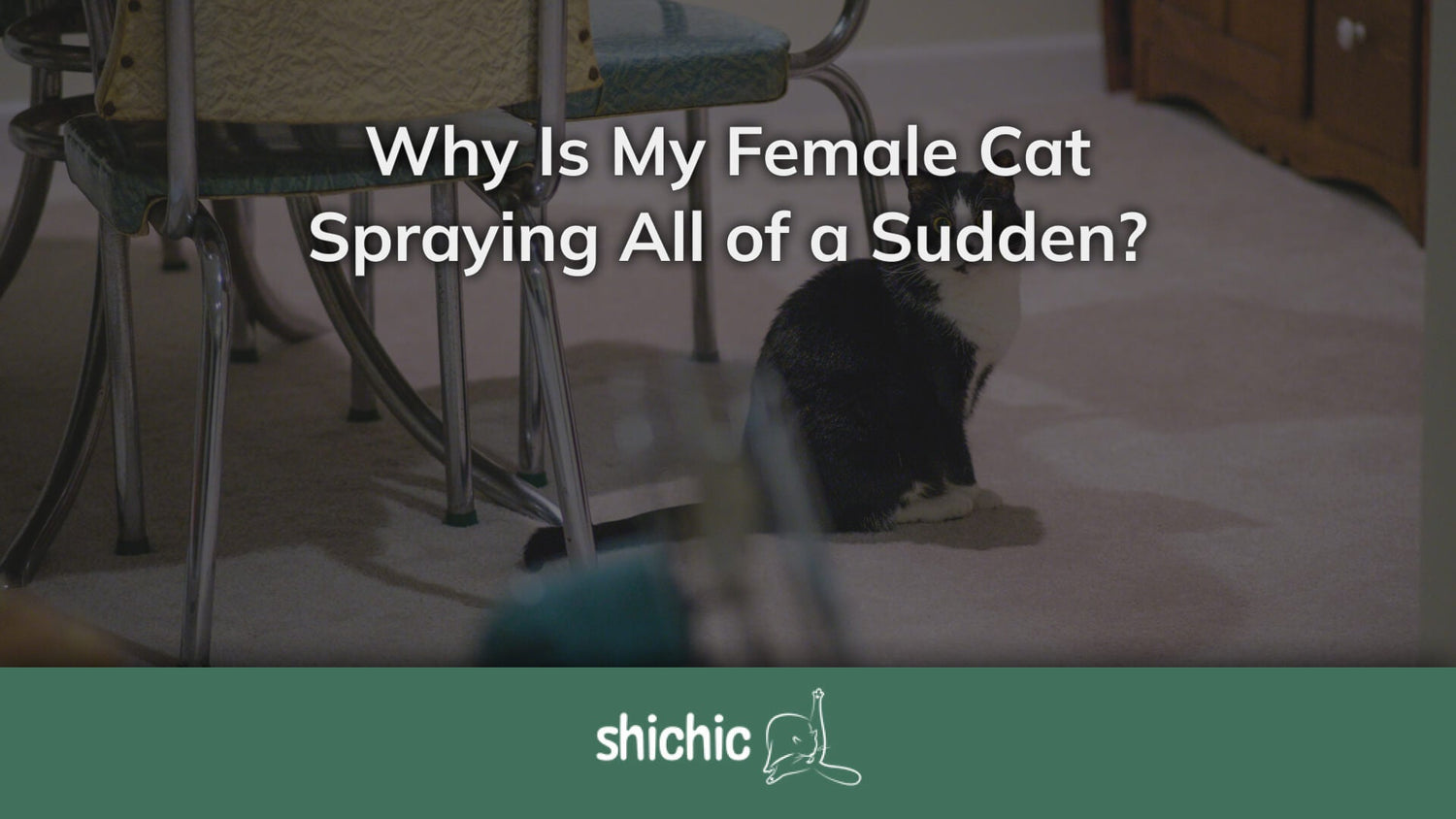 Why Is My Female Cat Spraying All of a Sudden? – Shichic